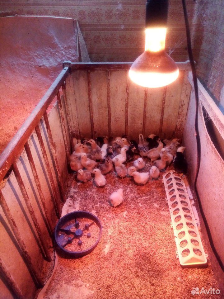 Цеплята недельные