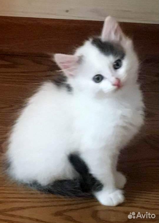 Белый котёнок девочка 1,5мес