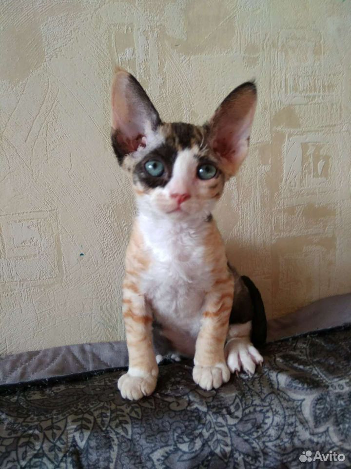 Девон-рекс кошечка