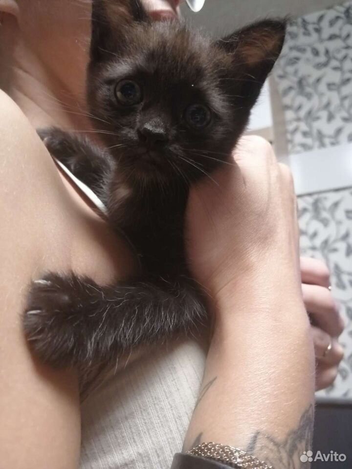 Котята