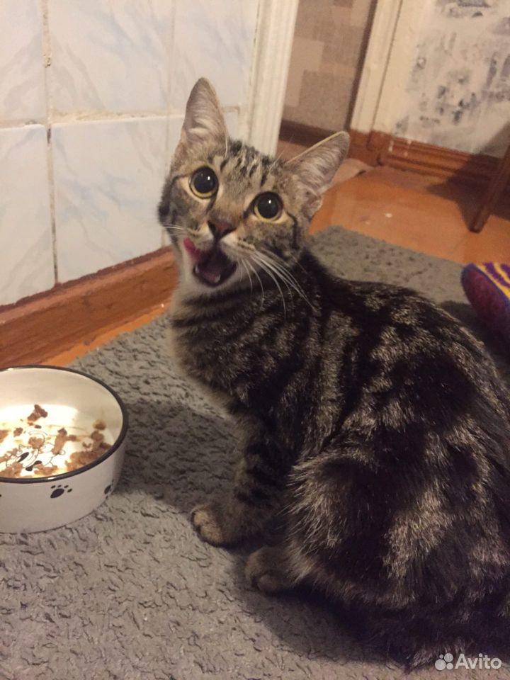 Дом кошечке