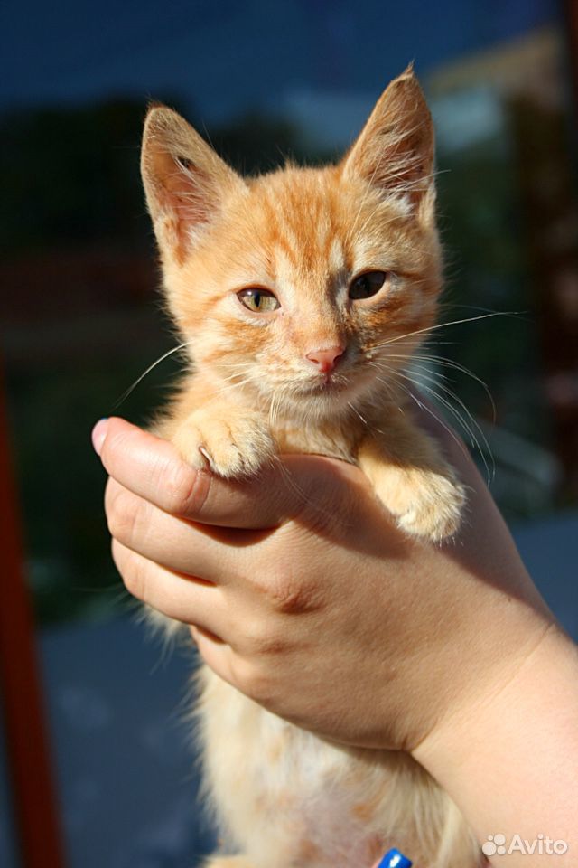 Рыжий котёнок в добрые руки