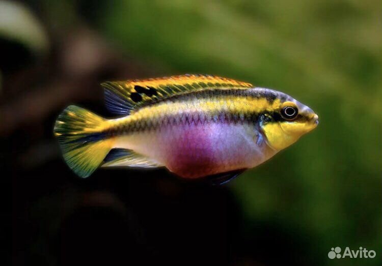 Аквариумные рыбки