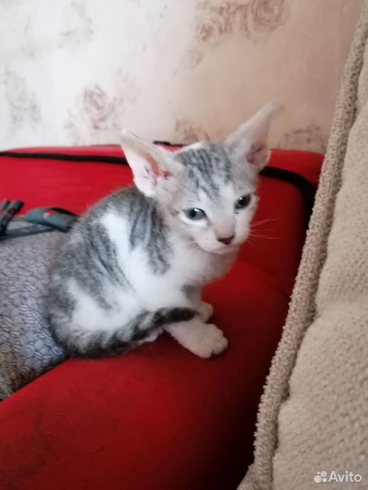 Кошки возраст 1,5 месяца