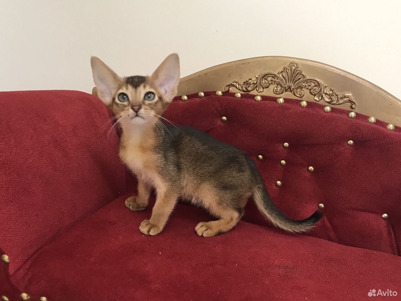 Абиссинский котик Серафим