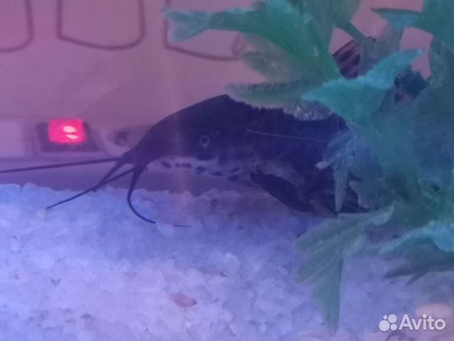 Сом терракатум