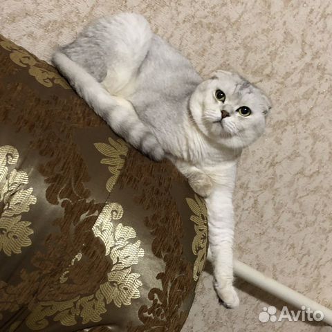 Шотландский вислоухий кот на вязку