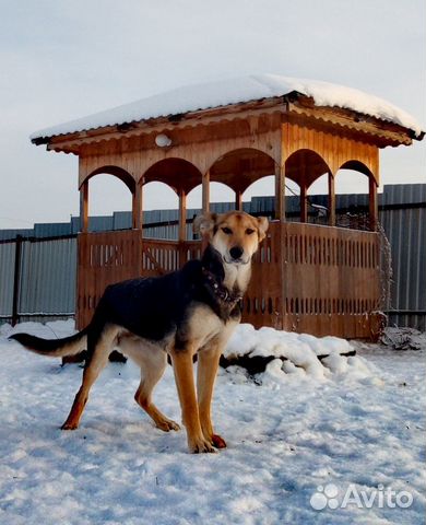 Полли ищет дом