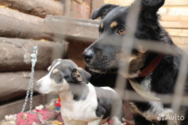 Фенотип ротвейлера