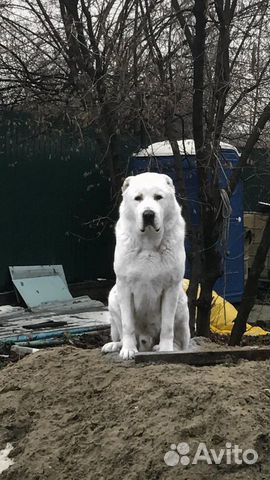 Вязка Алабай сао