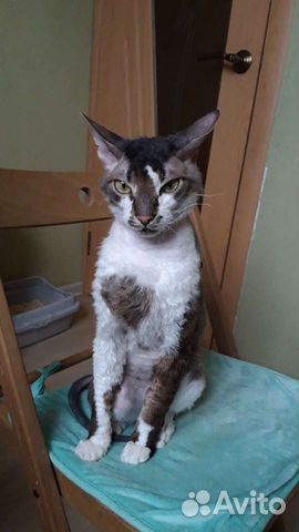 Кот сфинкс-браш в добрые руки