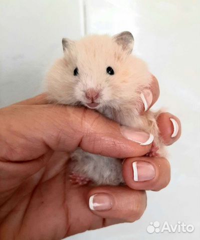 Сирийский хомяк