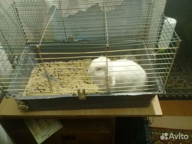 Кролик (веслоухий французский баран)