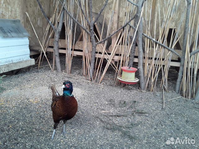 Фазан охотничий