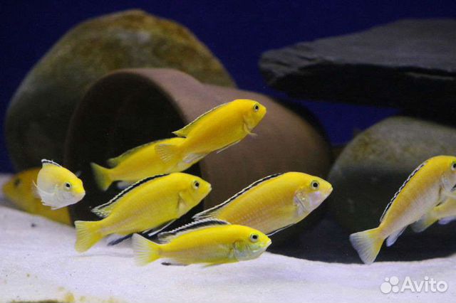 Цыхлиды еллоу