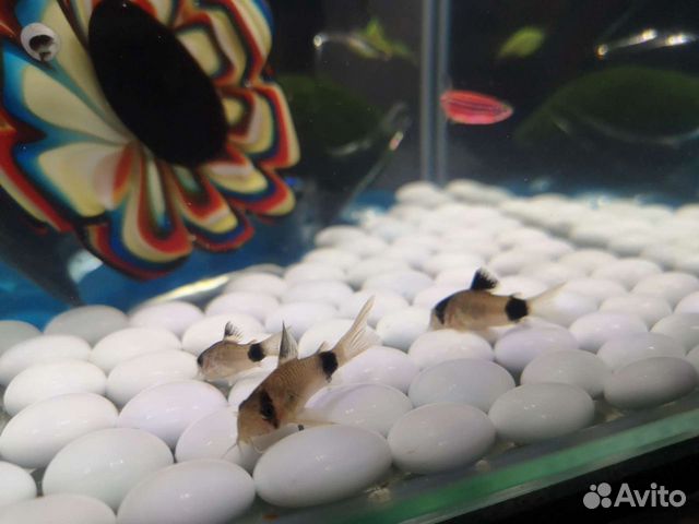 Сом Коридорас Панда 3 шт с кормом