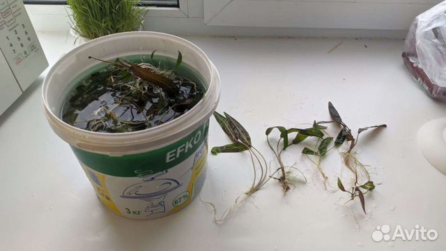 Криптокарина, целое ведро