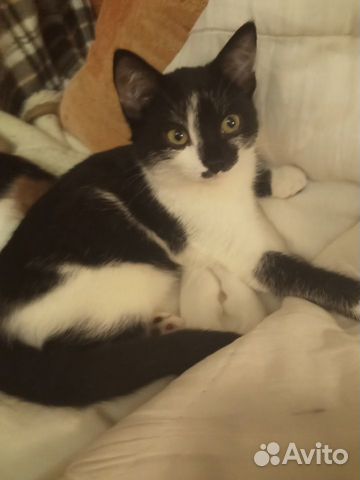 Девочка котенок черненькая с белым ласковая