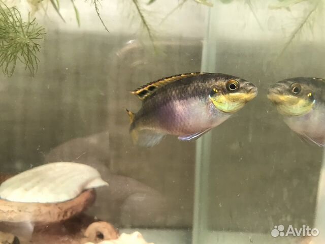 Пельвикахромис пульхера самка