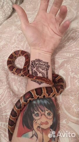 Змея с террариумом