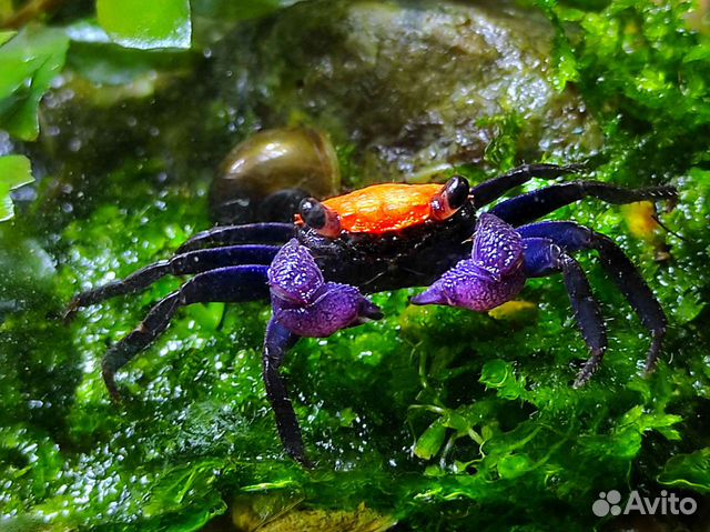 Краб Вампир