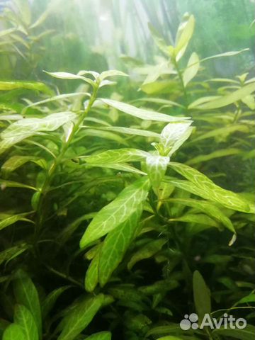 Гигрофила многосемянная