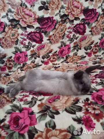 Кролик 8 мес