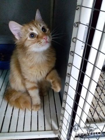 Лукавая озорная кошечка ищет дом