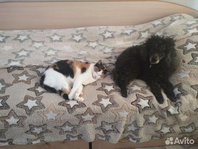 Пудель вязка