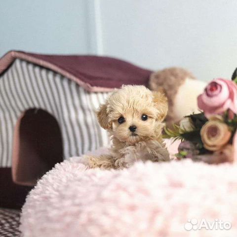 Мальтипу F1 Микро Теди Корея