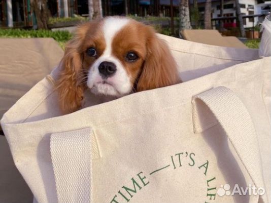 Супер мини Спаниели кавалерские