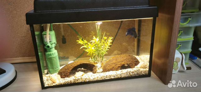Аквариум с рыбками