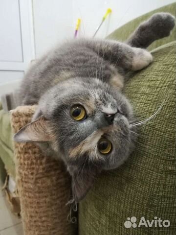 Истинная британка Мотюшка ищет дом