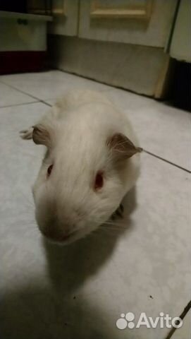 Морская свинка альбинос