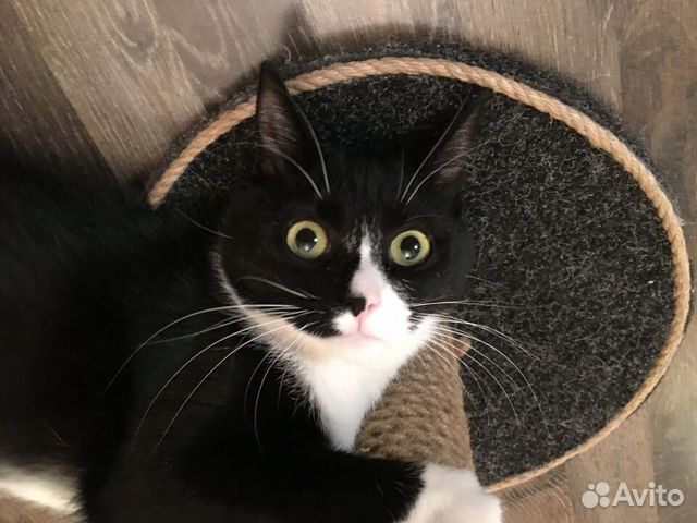 Ручная домашняя девочка Твигги 1,5 года ищет дом