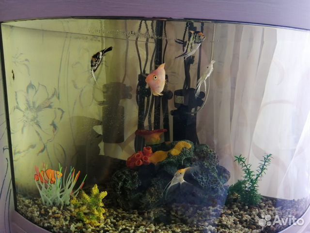 Аквариумные рыбки
