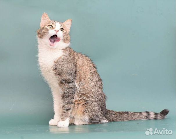 Котик ласковый Кеша в дар