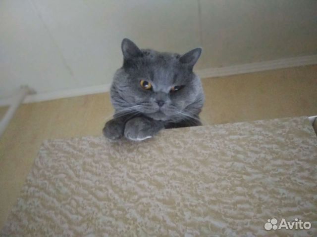 Шотландский кот вязка
