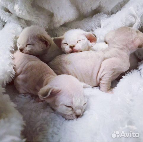 Котята девонята