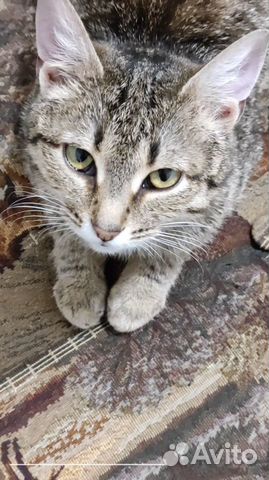Кошка лесной расцветки (кошки, котенок, котята)