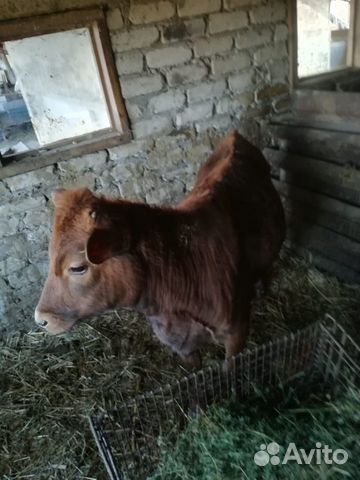 Продаются телята