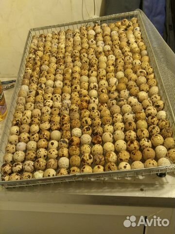 Перепела молодняк от суток