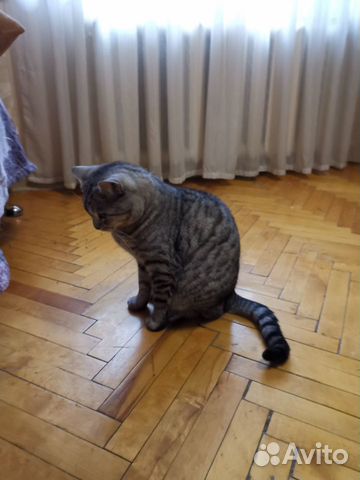 Кот Степаша