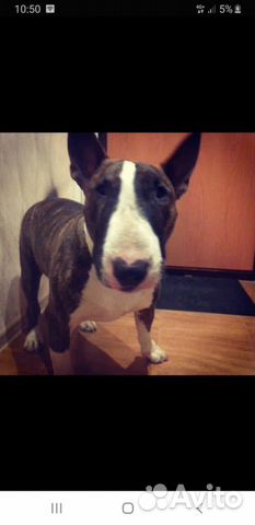 Бультерьер