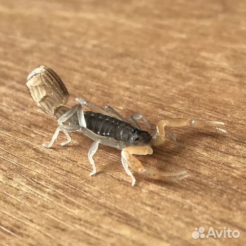 Скорпион lychas tricarinatus