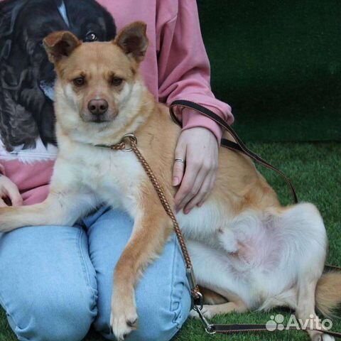 Пес Тяпа в добрые руки