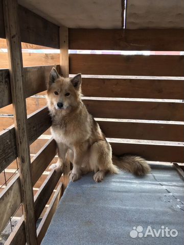 Собака. Отдам даром