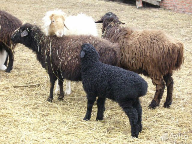 Овцы курдючные
