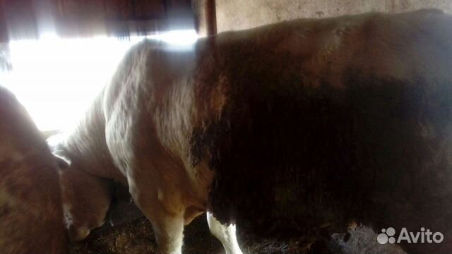 Бык метис шароле+костромская 50/50