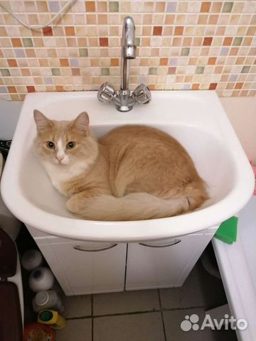 Отдам кота по кличке "Гриша"